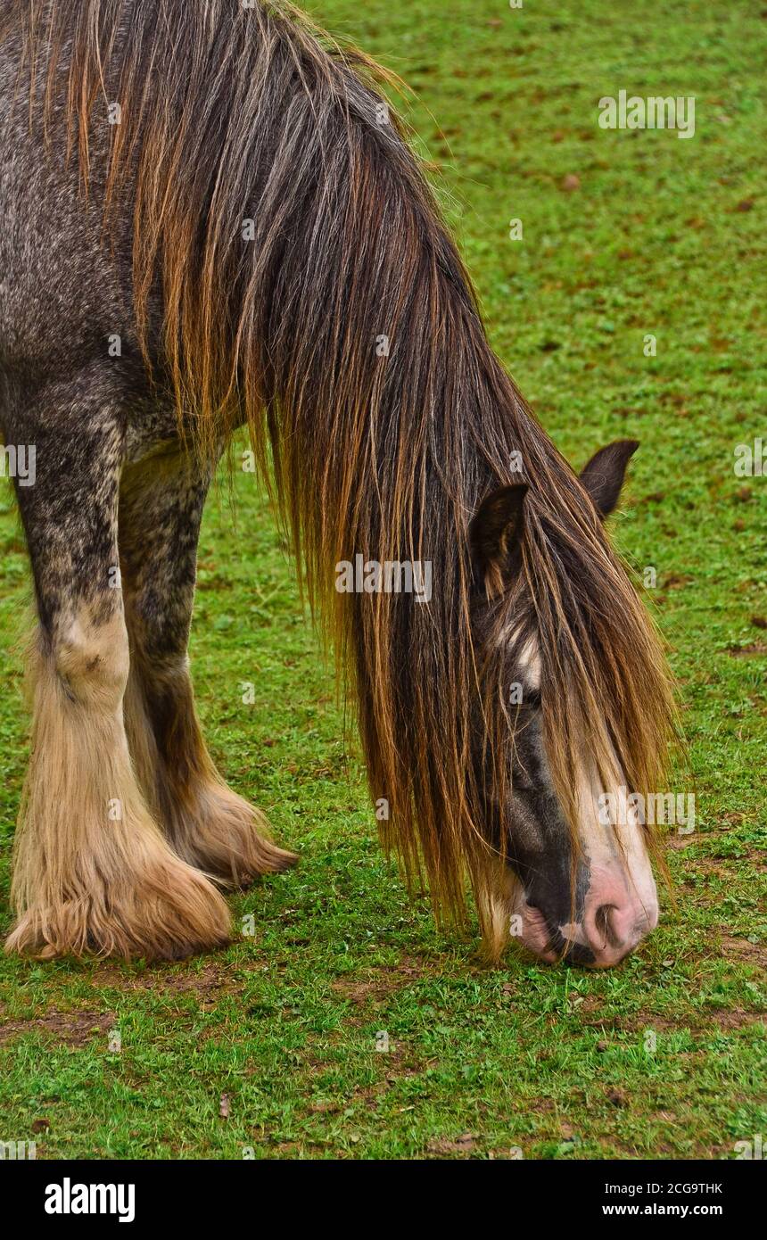 A beautiful tinker mare with a long mane grazing in the meadow Stock ...