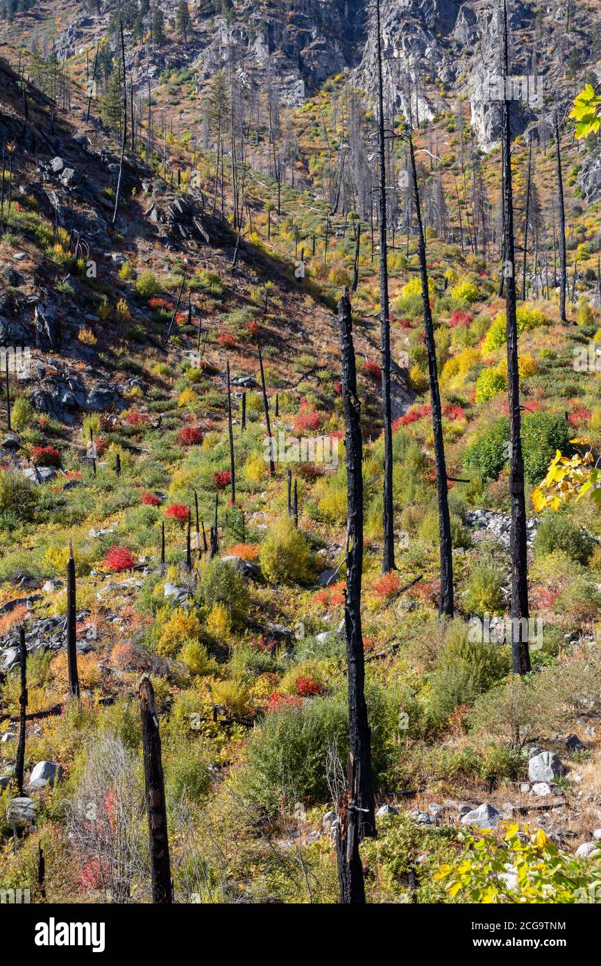 Charred Trees Among Burnt Forest Regrowth in Fall Stock Photo - Alamy
