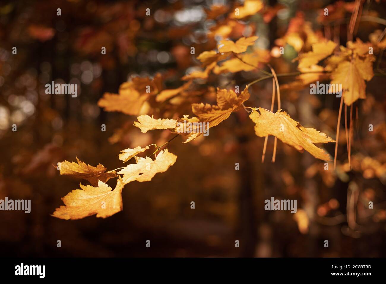Maple tree leaves on sunny hi-res stock photography and images - Alamy
