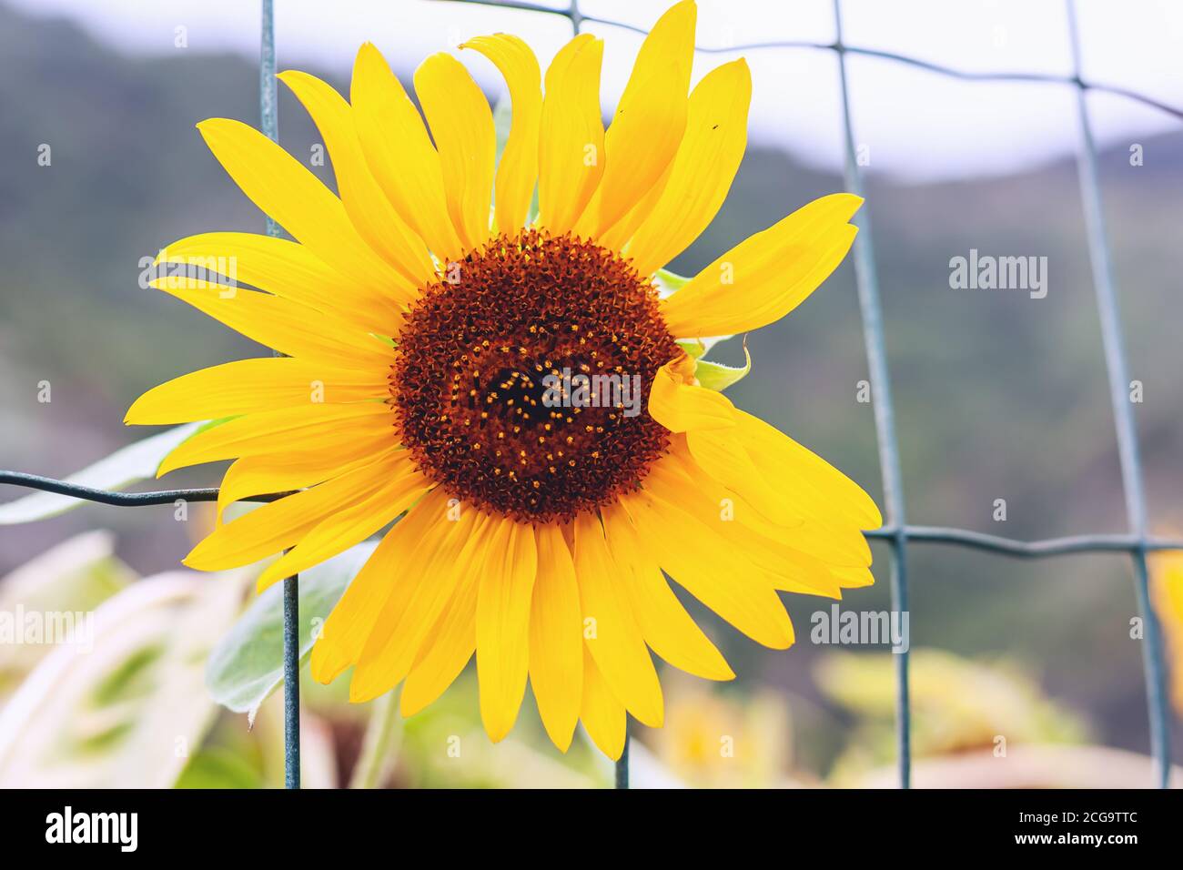 Sunflower growing in the garden. Close up of sunflower with petals ...
