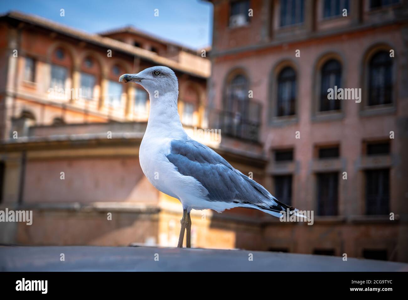 Bird on the street in Rome, Italy Stock Photo - Alamy