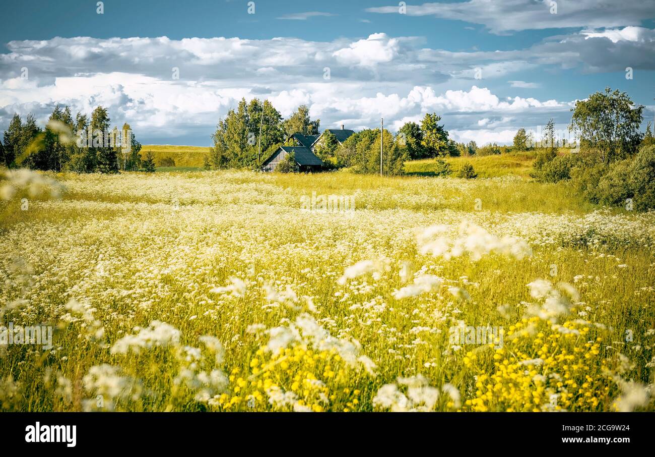 Field with flowers in the countryside on the background of the house ...
