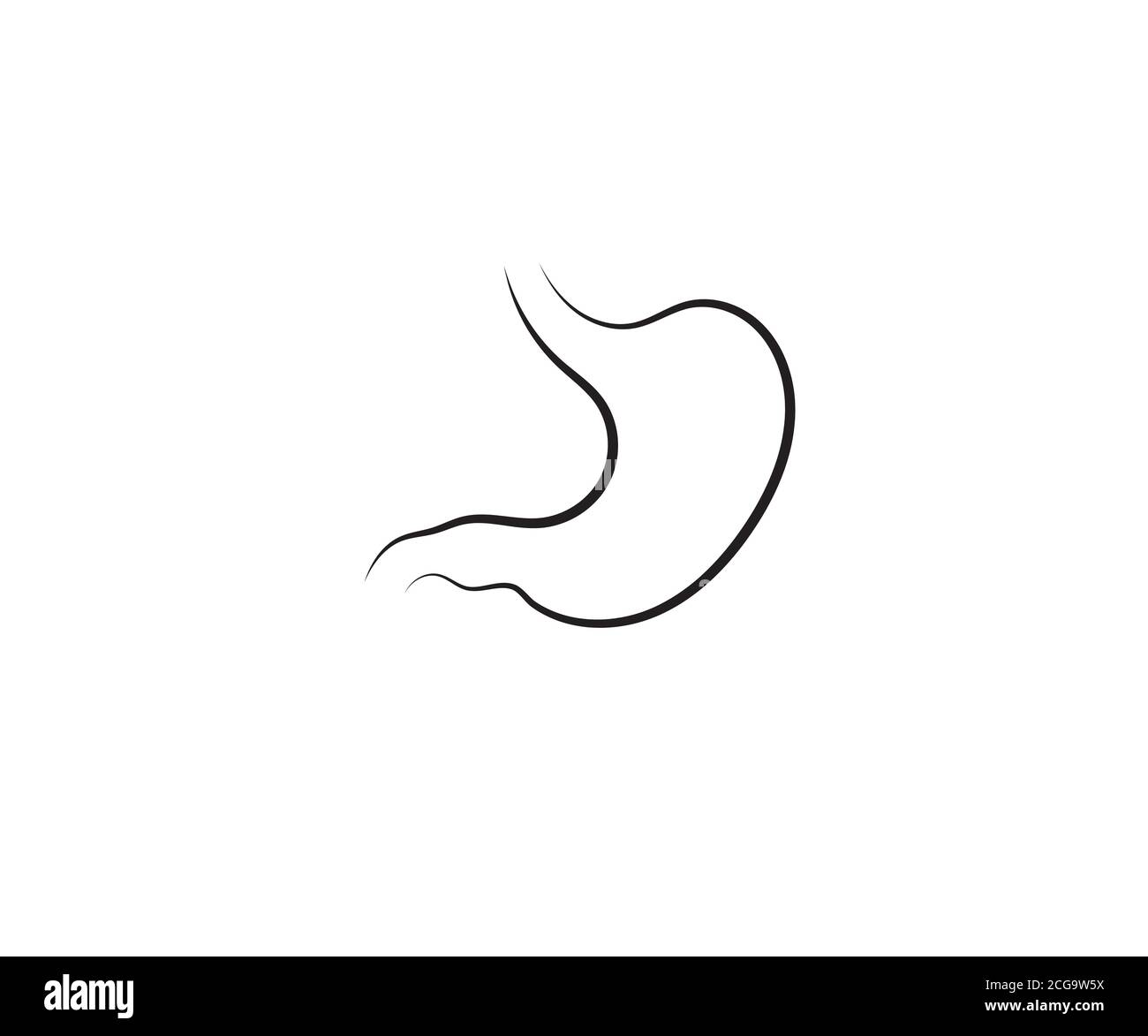 Stomach anatomy vector hi-res stock photography and images - Alamy