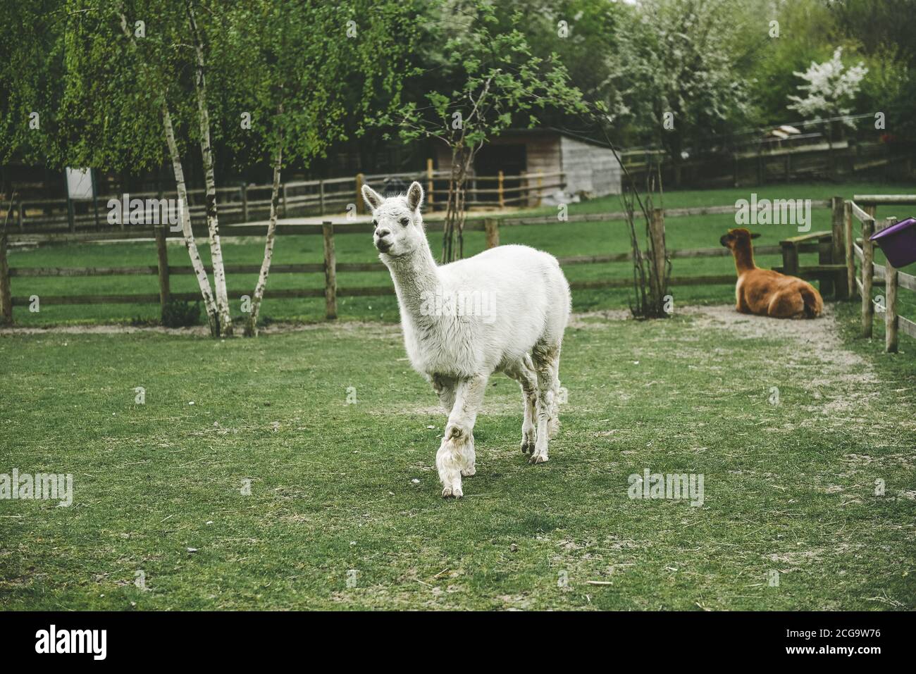 Lamb eyelashes hi-res stock photography and images - Alamy