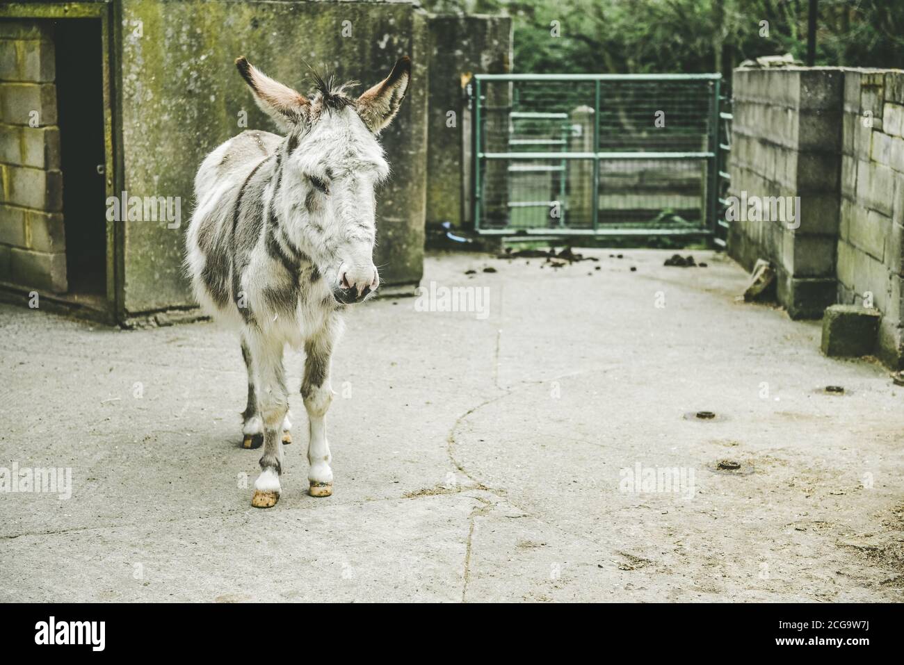 Sad donkey hi-res stock photography and images - Alamy