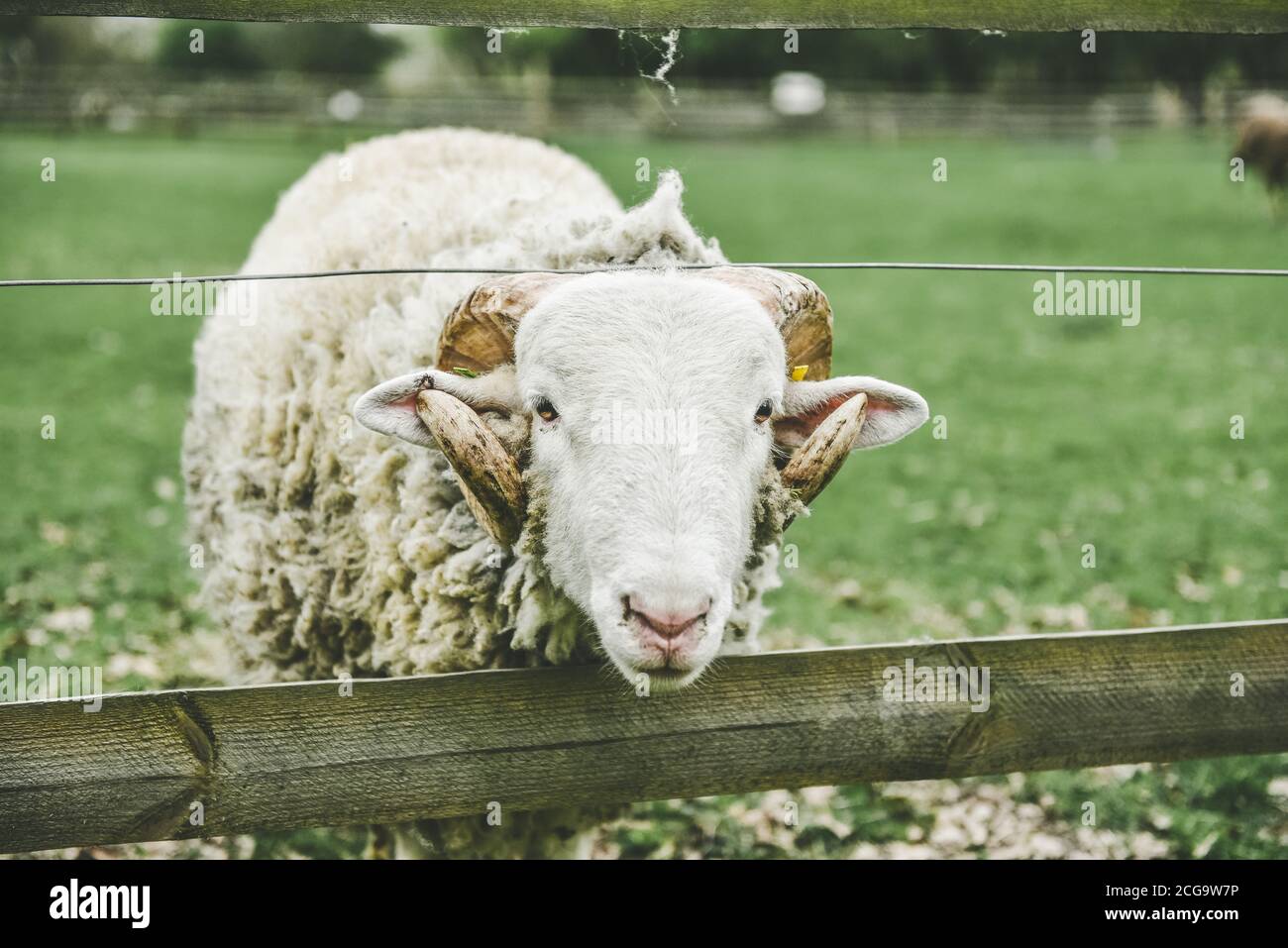Big horned sheep in hi-res stock photography and images - Alamy