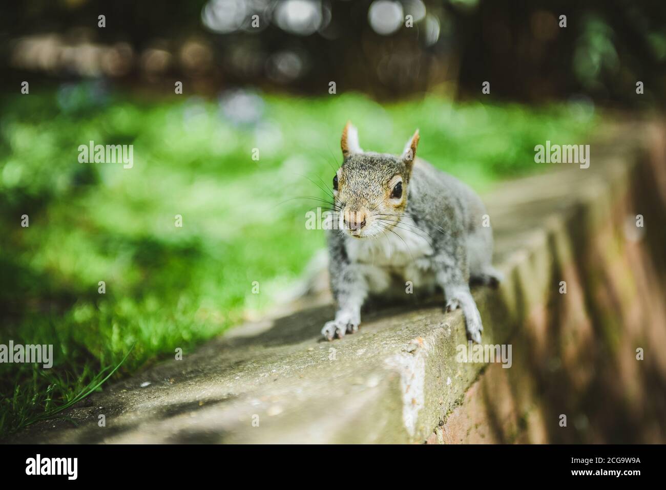 Grey squirrel in the park in autumn, London Stock Photo - Alamy