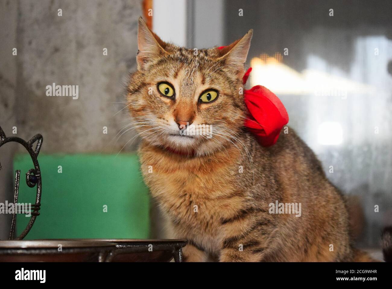 Upset cat face hi-res stock photography and images - Alamy