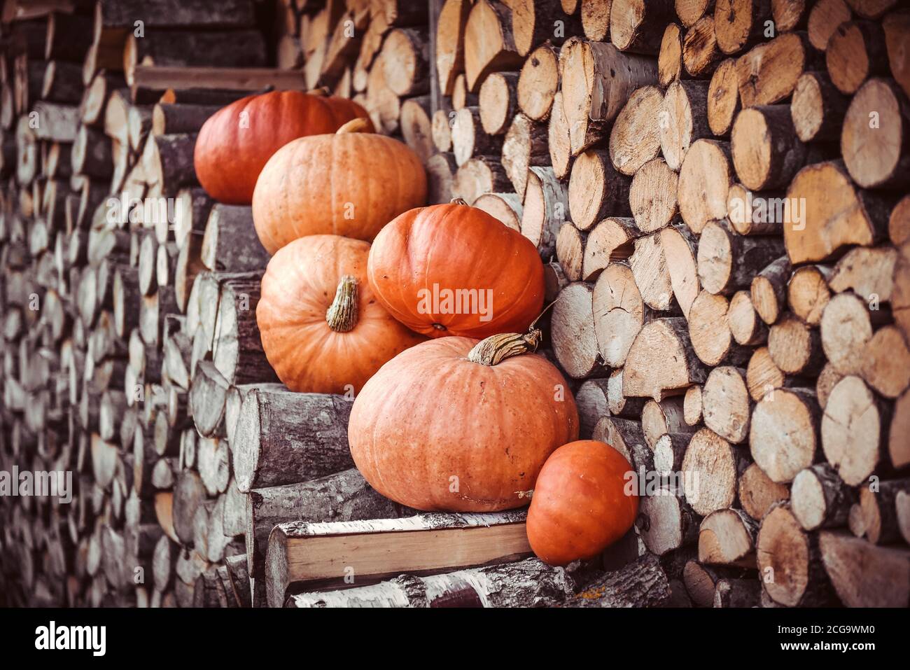 Ripe pumpkins near the wall on the top of fire wood stack Stock Photo ...