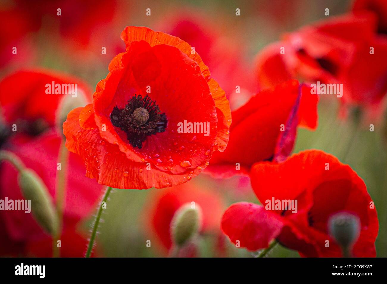English Red Poppy with raindrops Stock Photo - Alamy