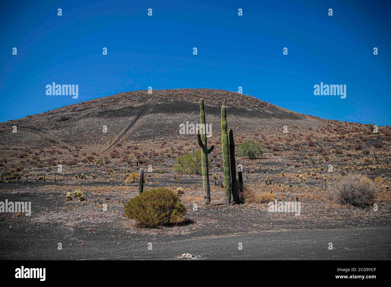 Cactus gigante mexicano, Pachycereus pringlei, cardón gigante mexicano ...