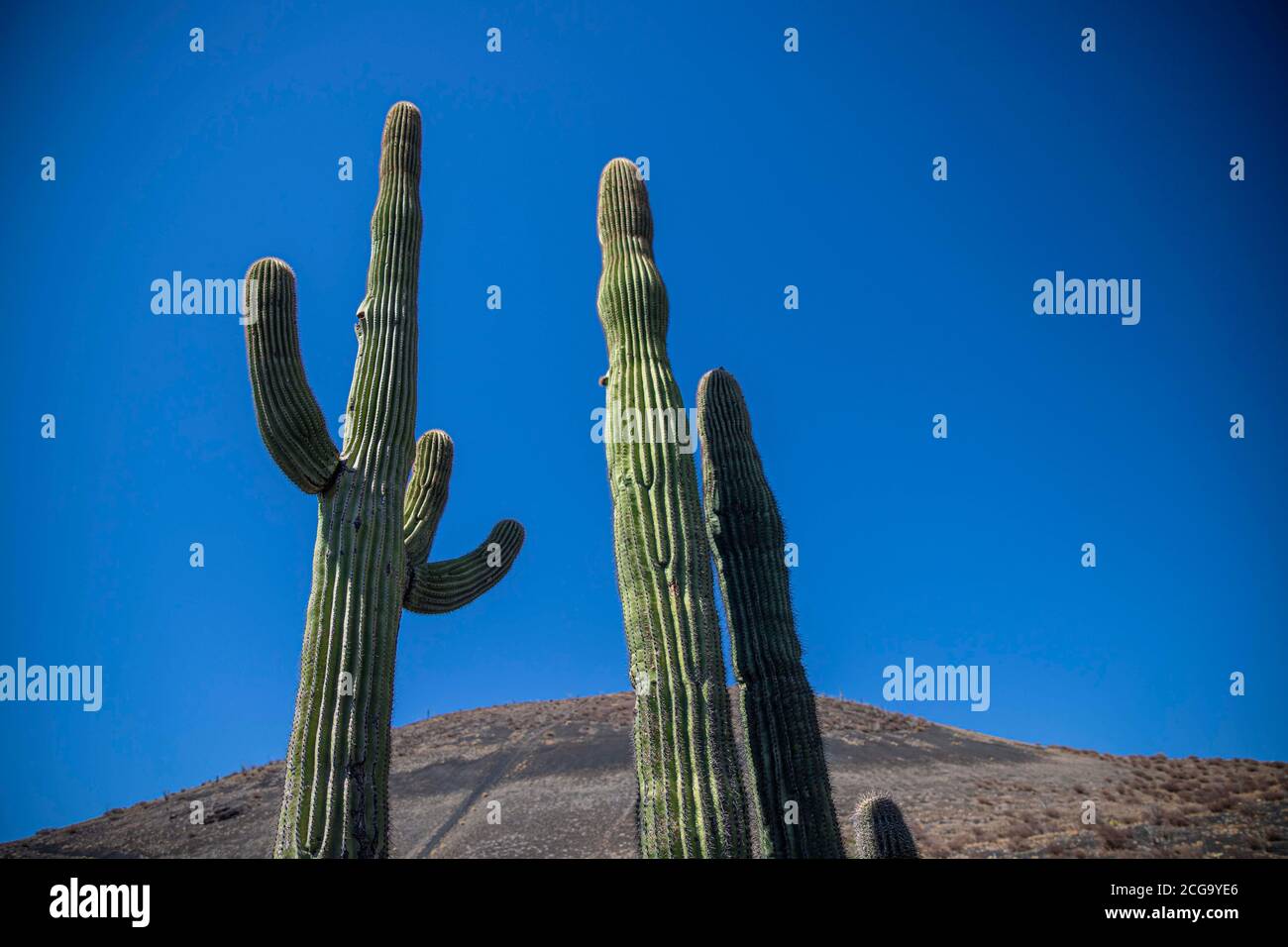 Cactus gigante mexicano, Pachycereus pringlei, cardón gigante mexicano ...