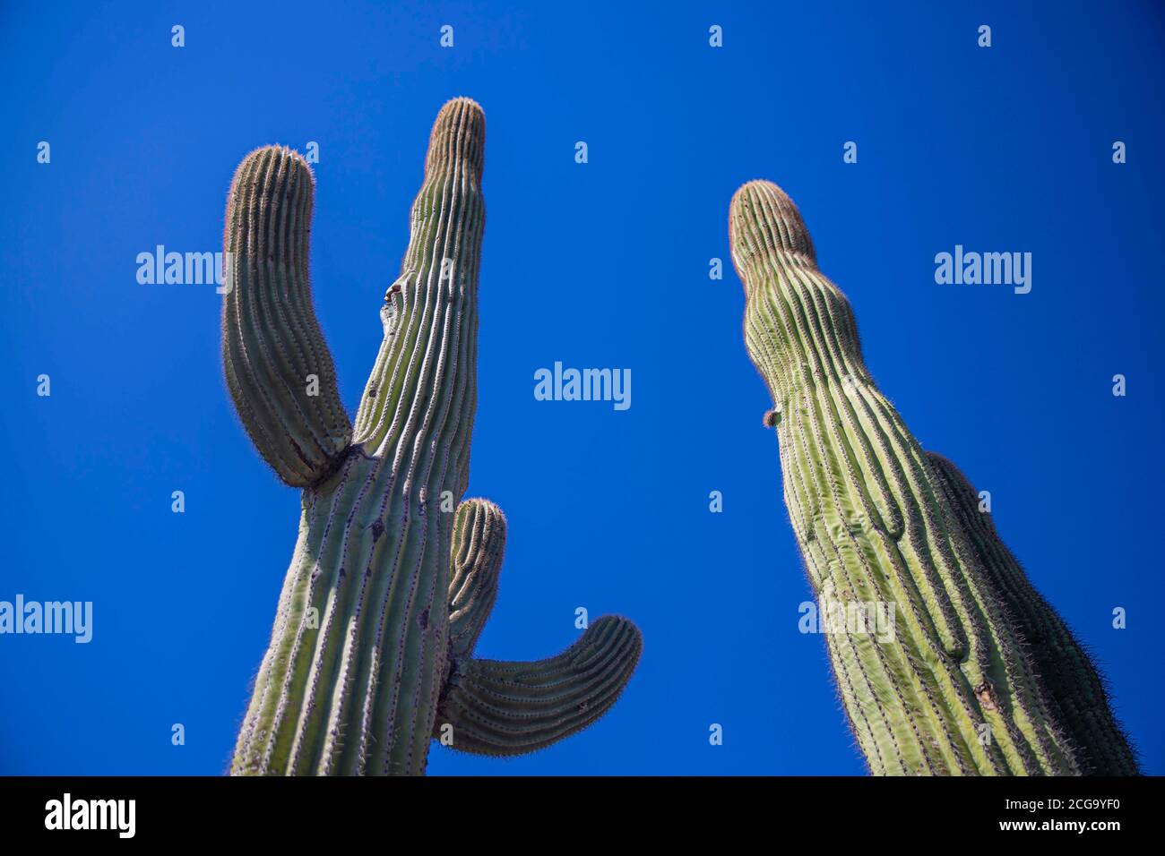 Cactus gigante mexicano, Pachycereus pringlei, cardón gigante mexicano ...