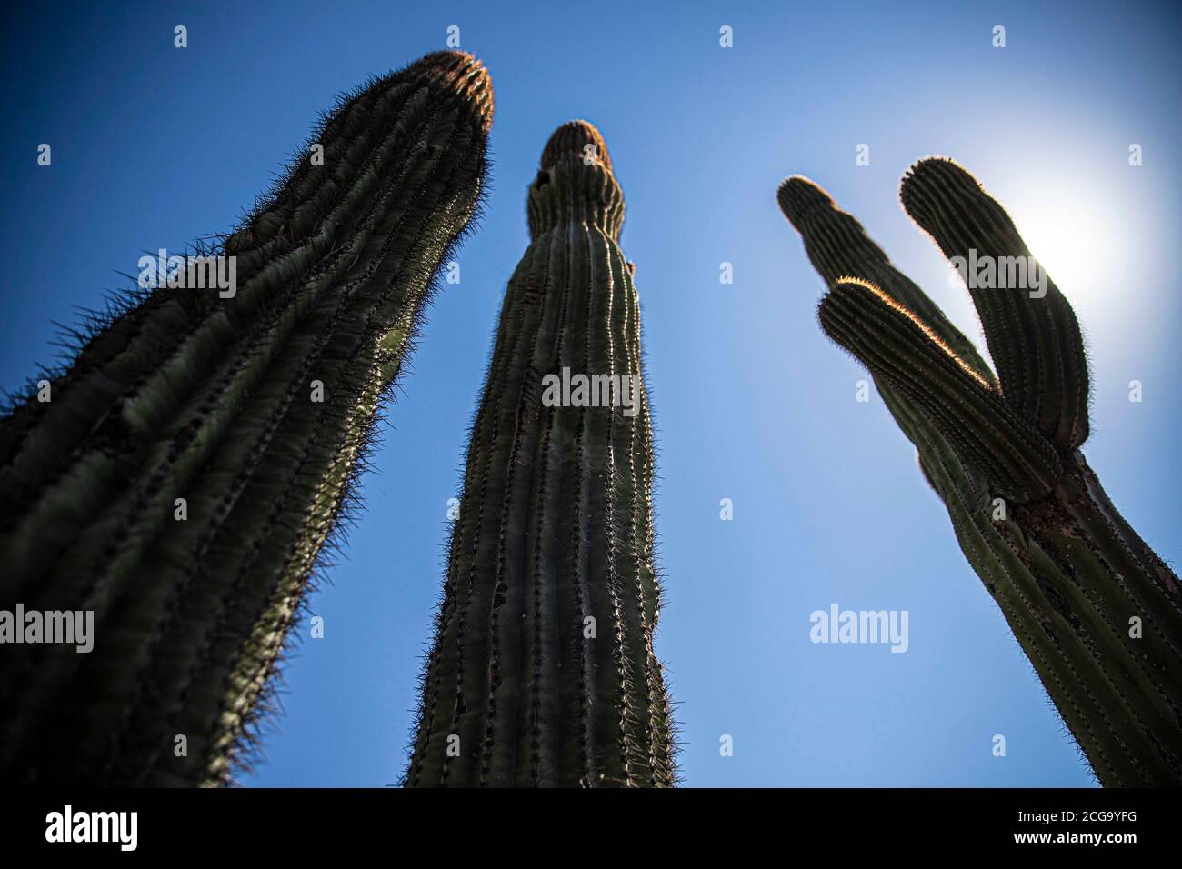 Cactus gigante mexicano, Pachycereus pringlei, cardón gigante mexicano ...