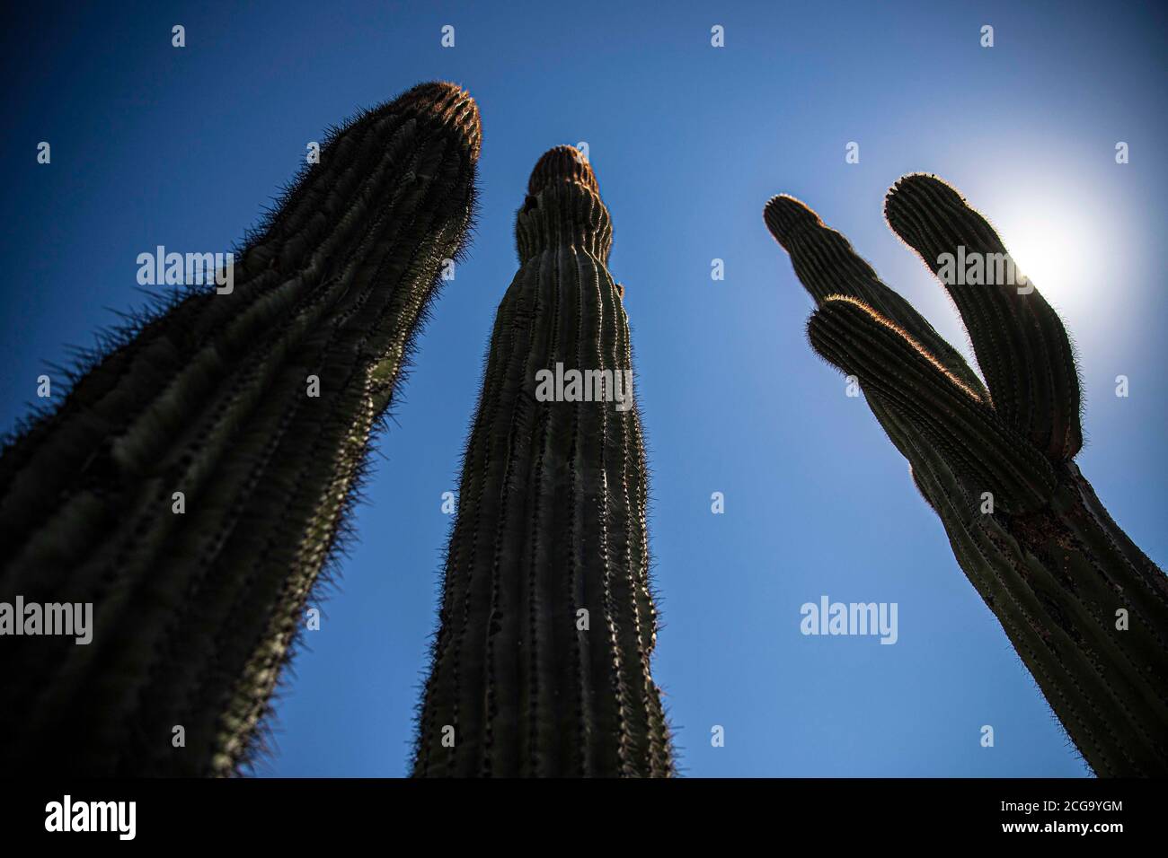 Cactus gigante mexicano, Pachycereus pringlei, cardón gigante mexicano ...