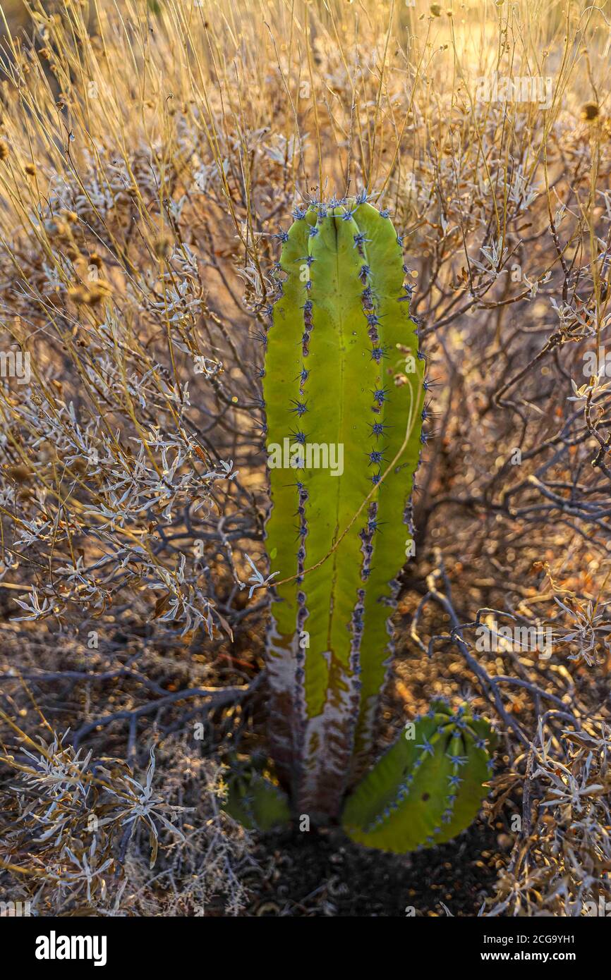 Cactus gigante mexicano, Pachycereus pringlei, cardón gigante mexicano ...