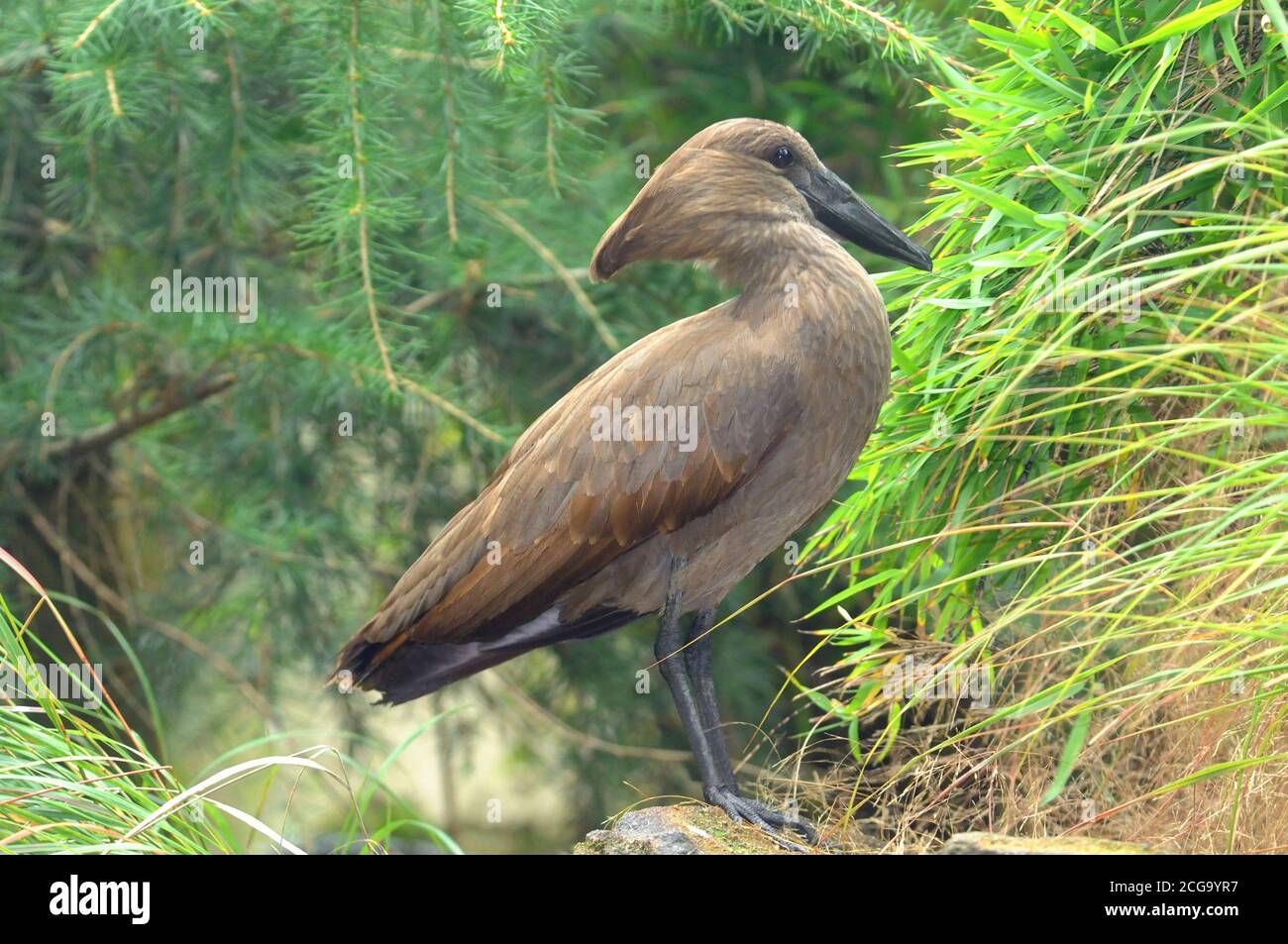 Genus scopus hi-res stock photography and images - Alamy
