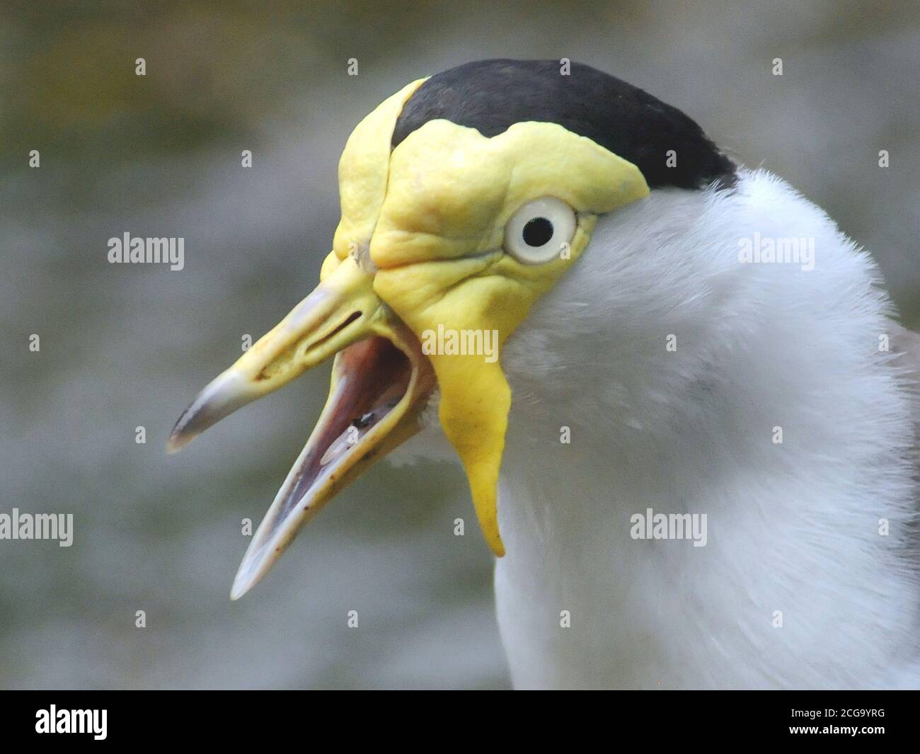 Masked lapwing with open beak hi-res stock photography and images - Alamy