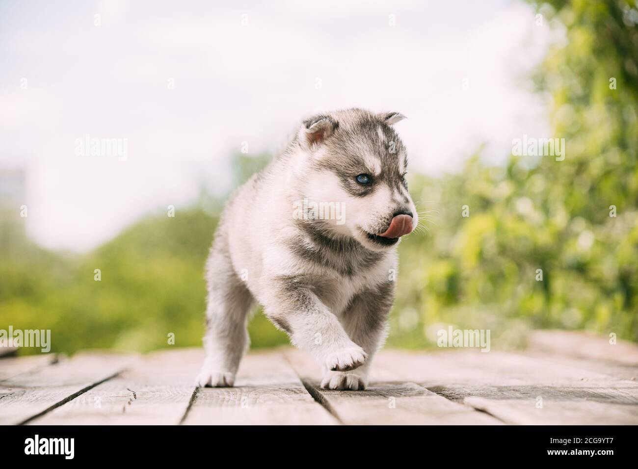 Four-week-old Husky Puppy Of White-gray Color Sitting On Wooden Ground ...
