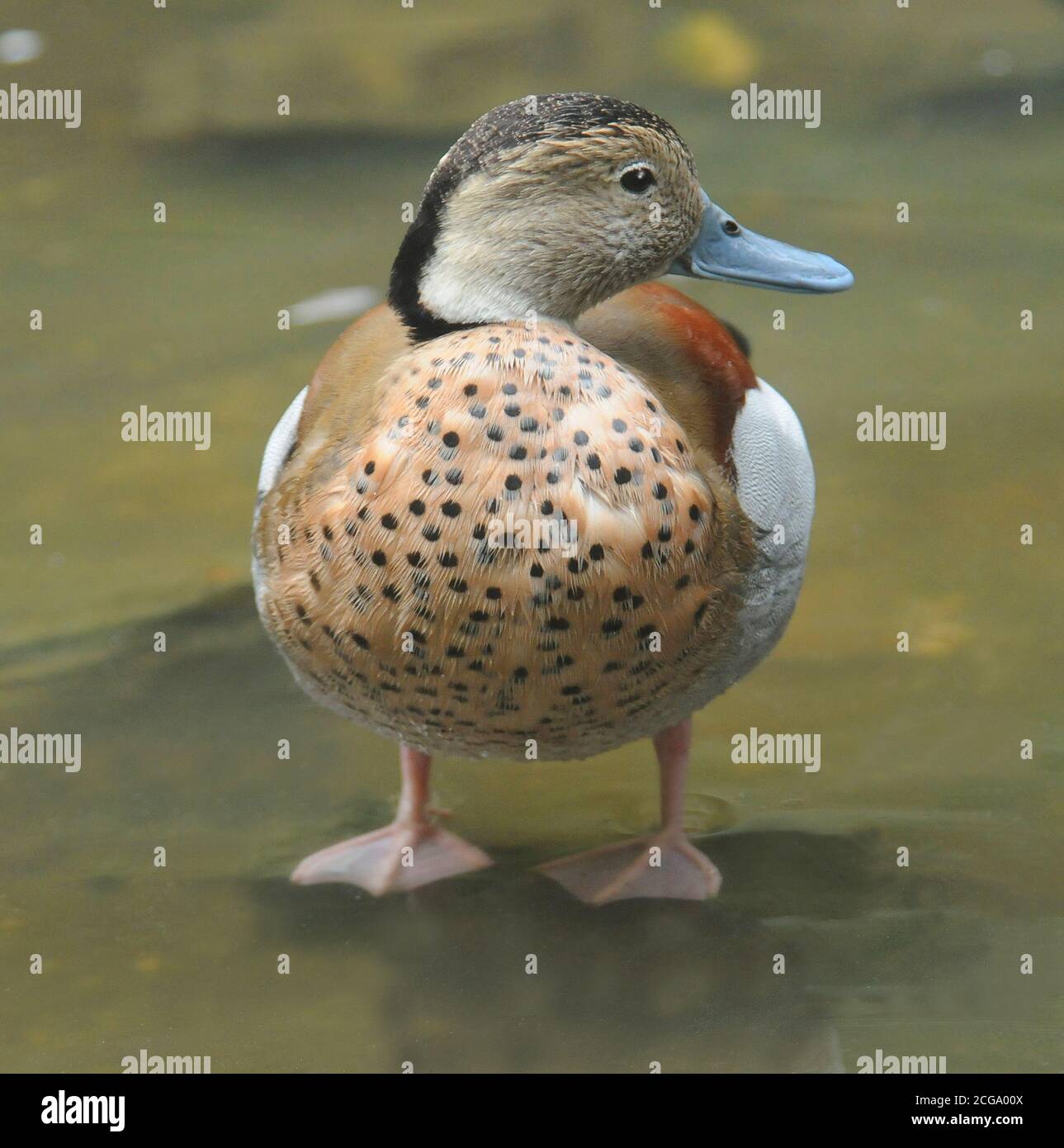 South american teal hi-res stock photography and images - Alamy