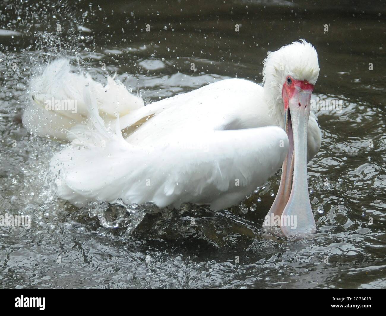 Flat billed bird hi-res stock photography and images - Alamy