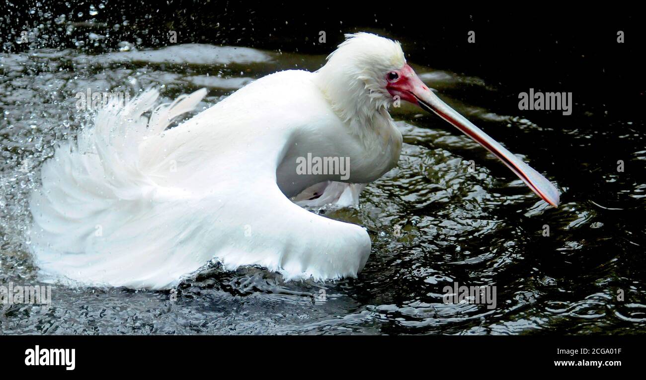 Large spatulate bill hi-res stock photography and images - Alamy