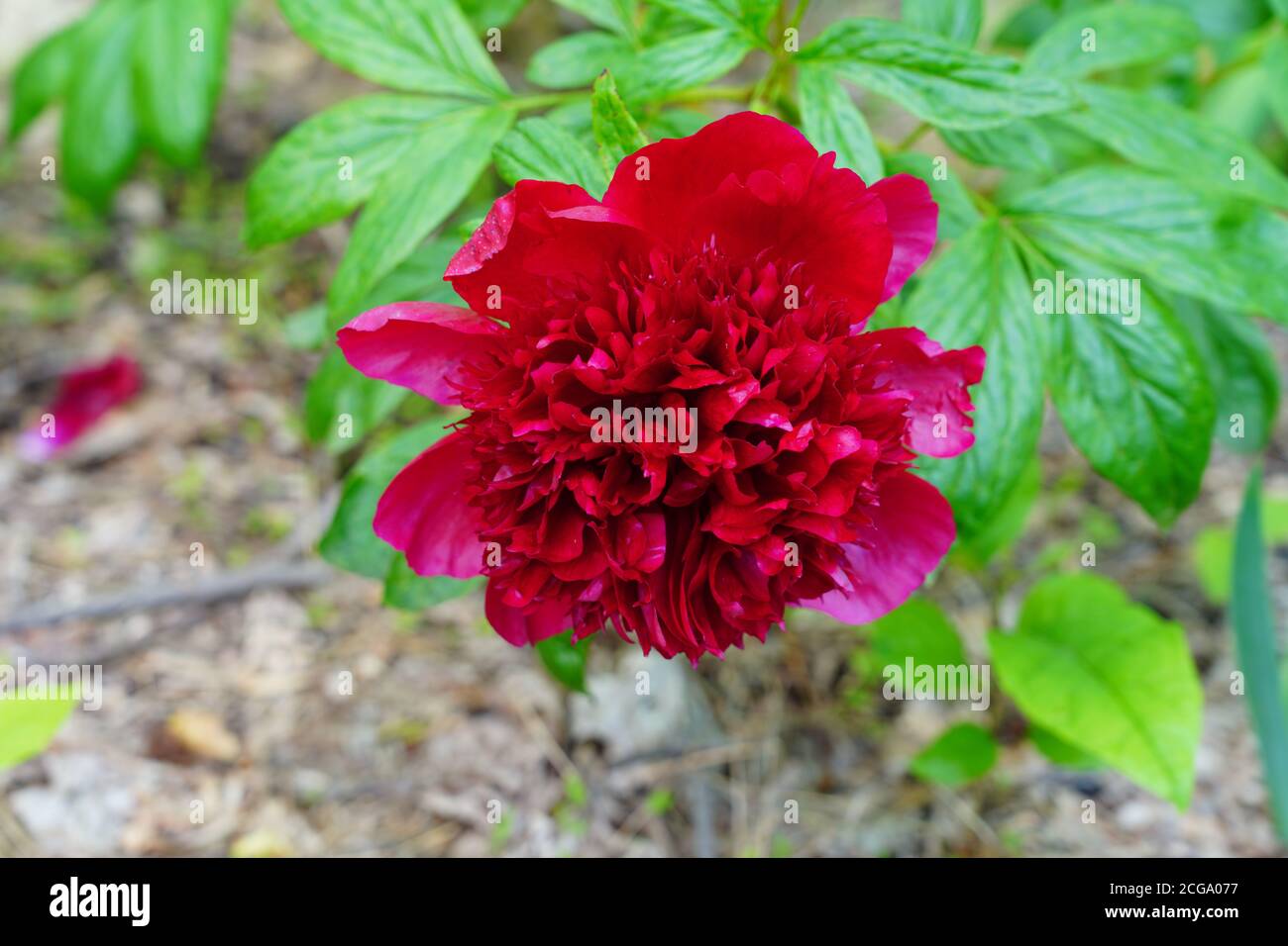 Dark red peony hi-res stock photography and images - Alamy