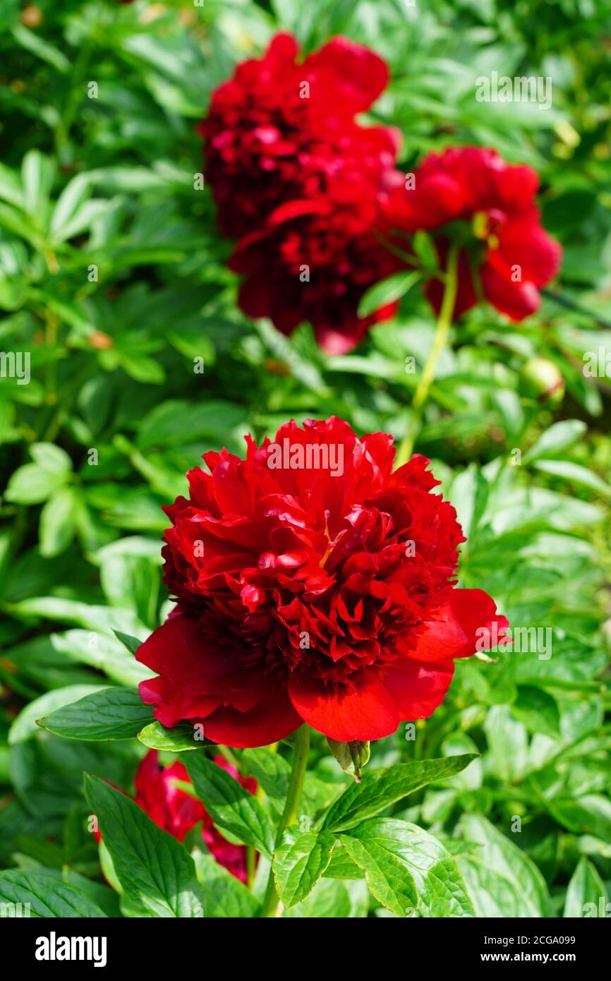Dark red peony flower in bloom Stock Photo - Alamy