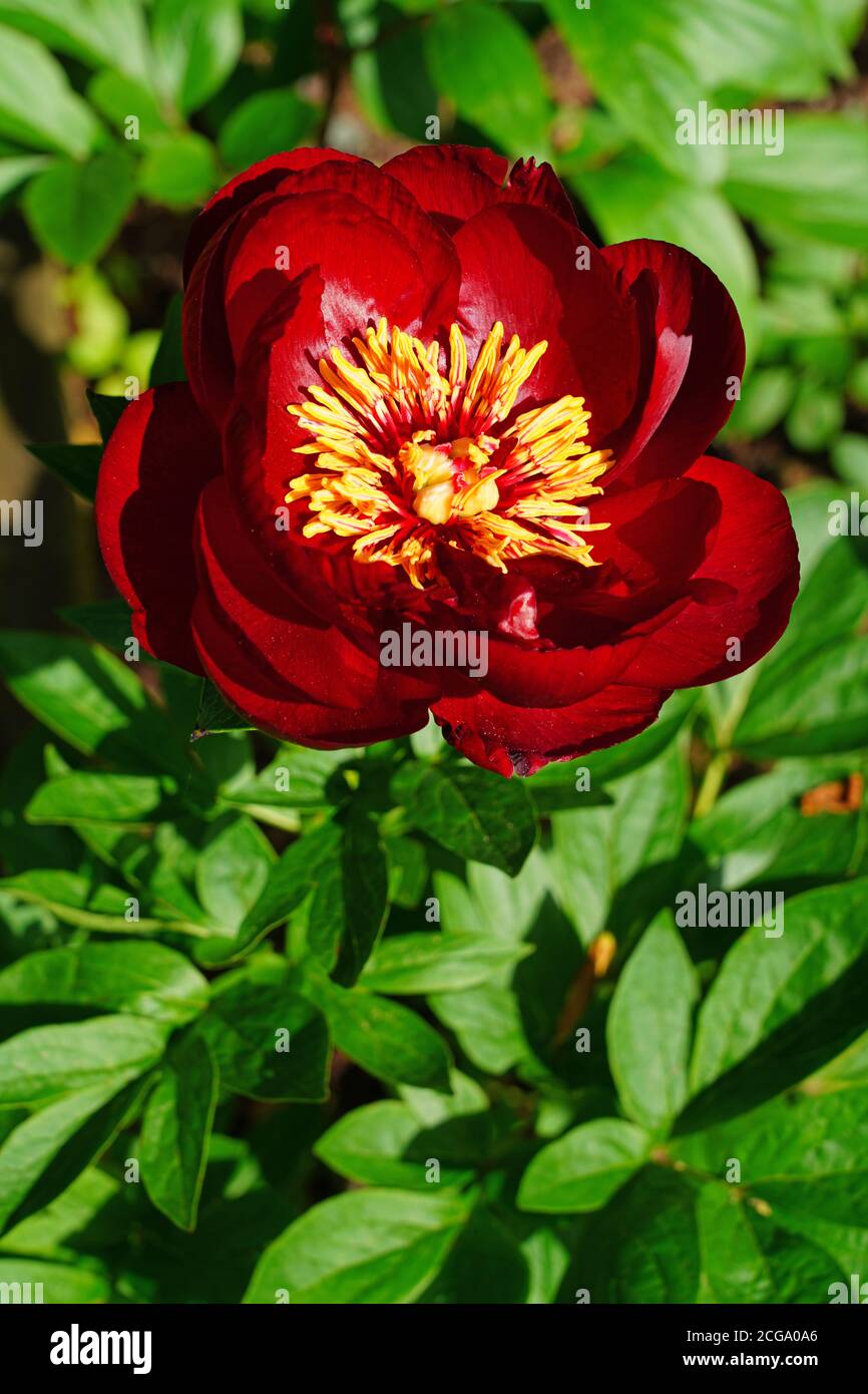 Dark red peony hi-res stock photography and images - Alamy