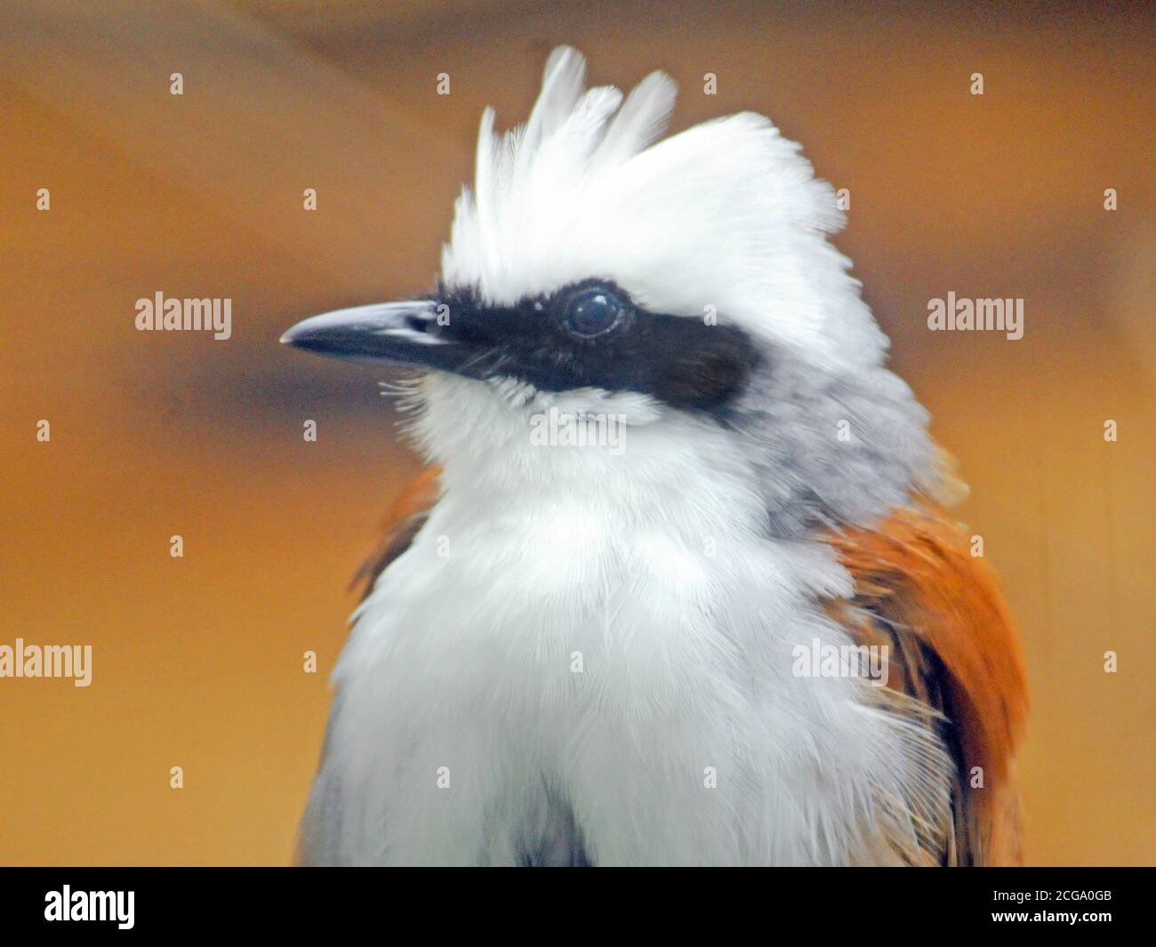 WHITE CRESTED LAUGHING THRUSH Stock Photo - Alamy
