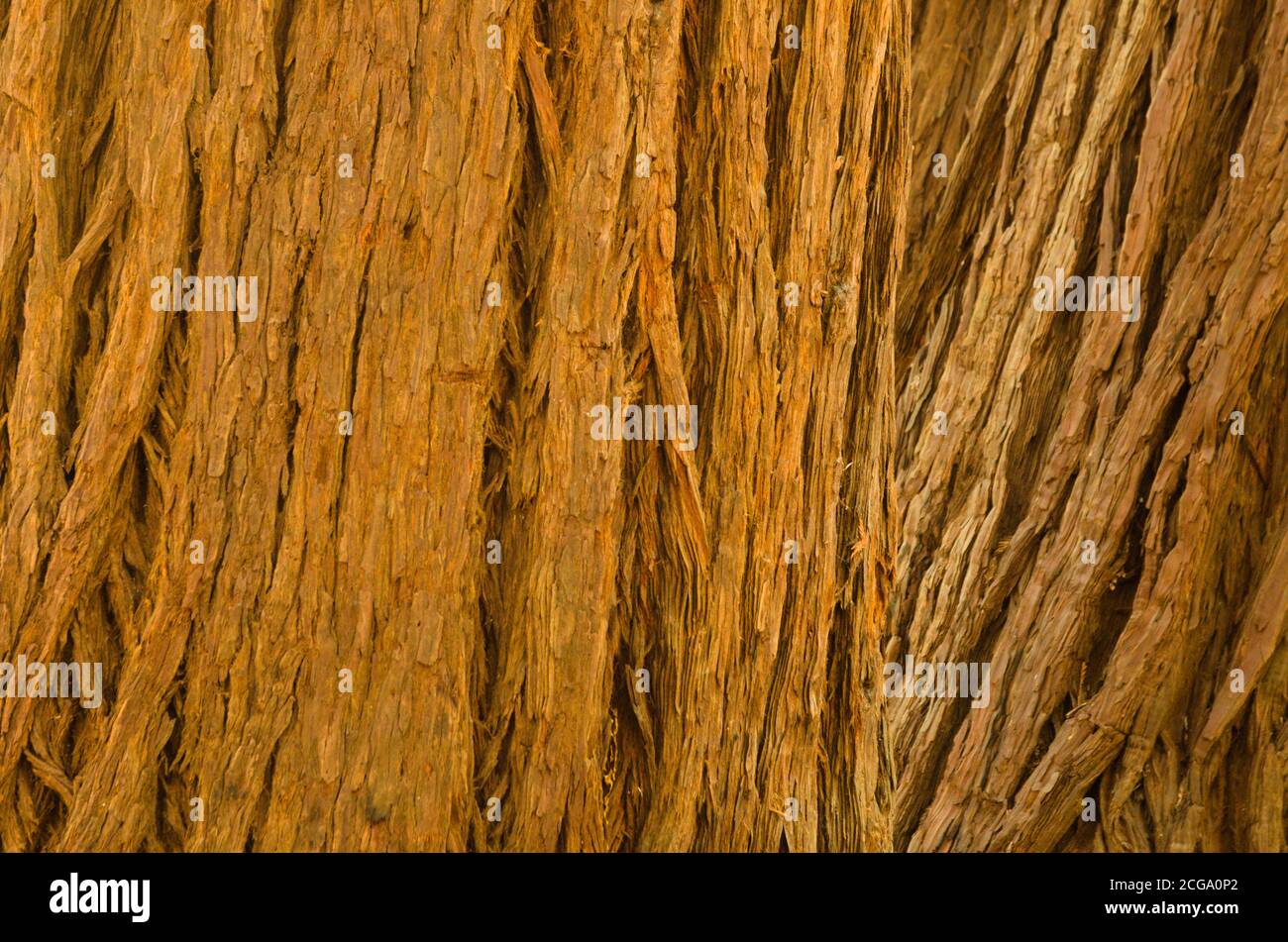 Color, texture, repeating patterns and line of growing redwood tree ...