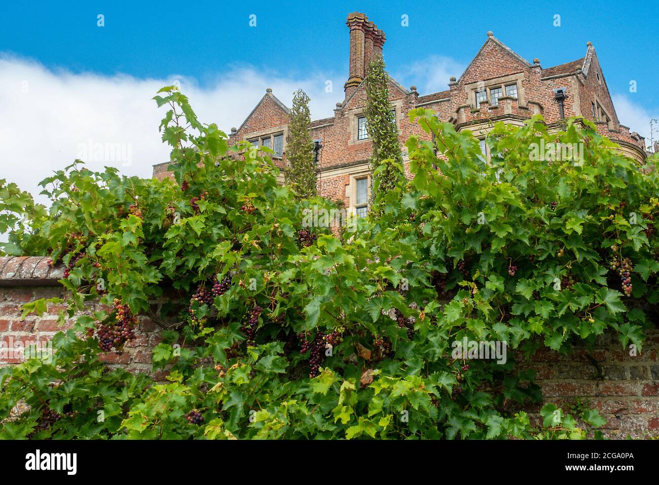 Grape Vine in the castle grounds,Chilham Castle,Chilham,Kent,England ...