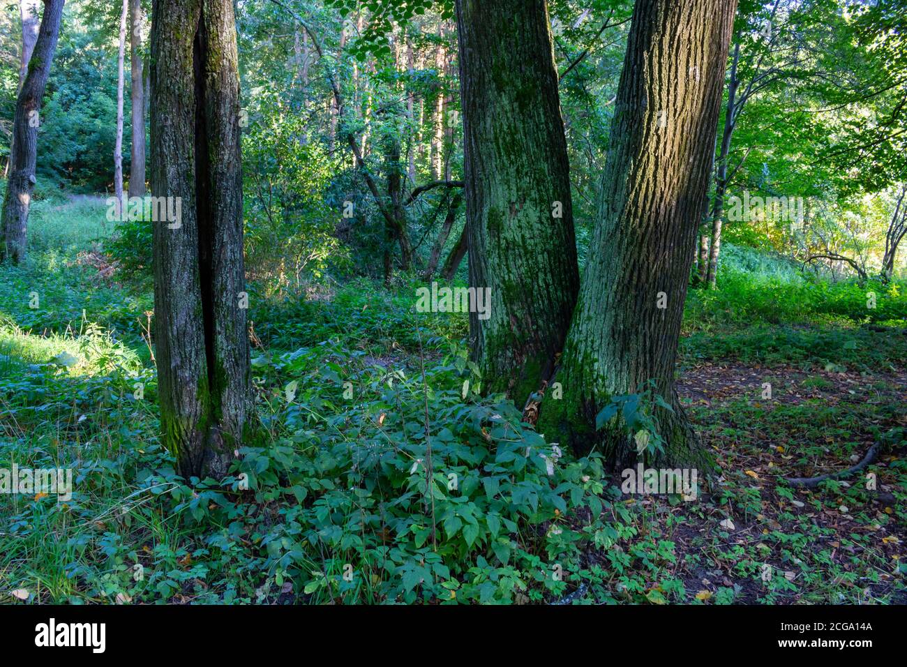 Forked forest path hi-res stock photography and images - Alamy