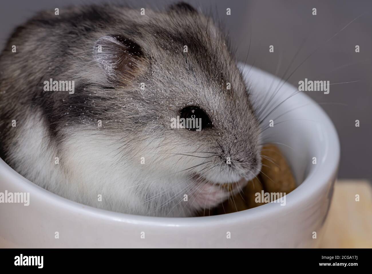 Campbell's dwarf hamster of the species Phodopus campbelli Stock Photo ...