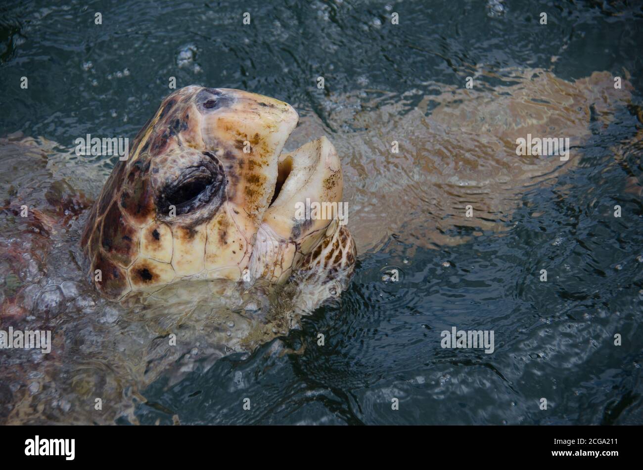 Turtle coming up for air Stock Photo - Alamy