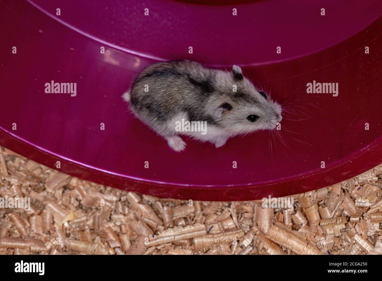 Campbell's dwarf hamster of the species Phodopus campbelli Stock Photo ...