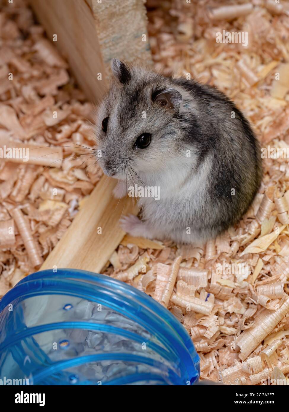 Campbell's dwarf hamster of the species Phodopus campbelli Stock Photo ...