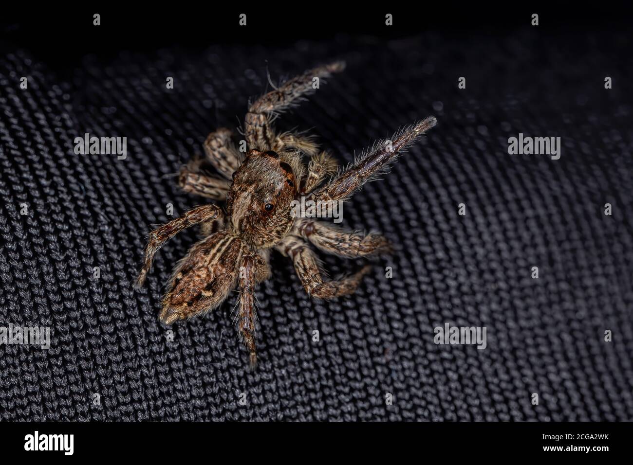 Pantropical Jumping Spider of the species Plexippus paykulli Stock ...