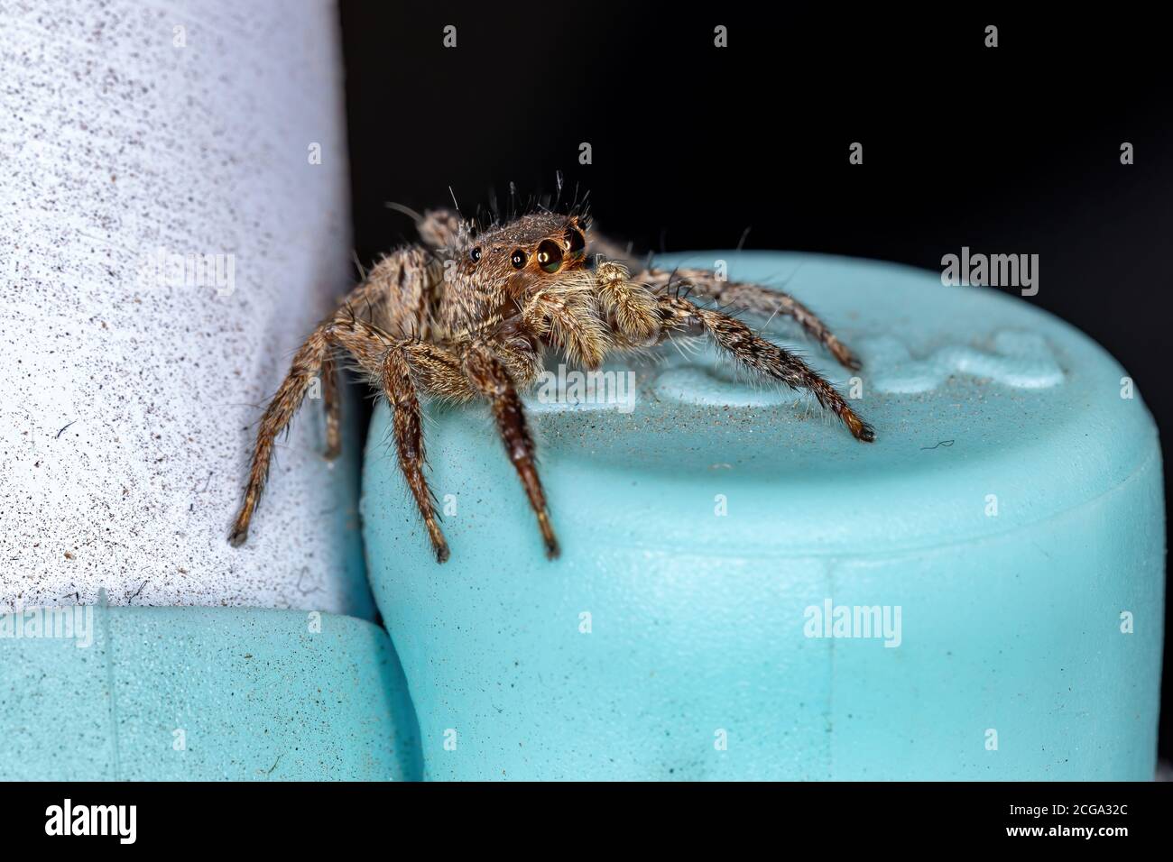 Pantropical Jumping Spider of the species Plexippus paykulli Stock ...