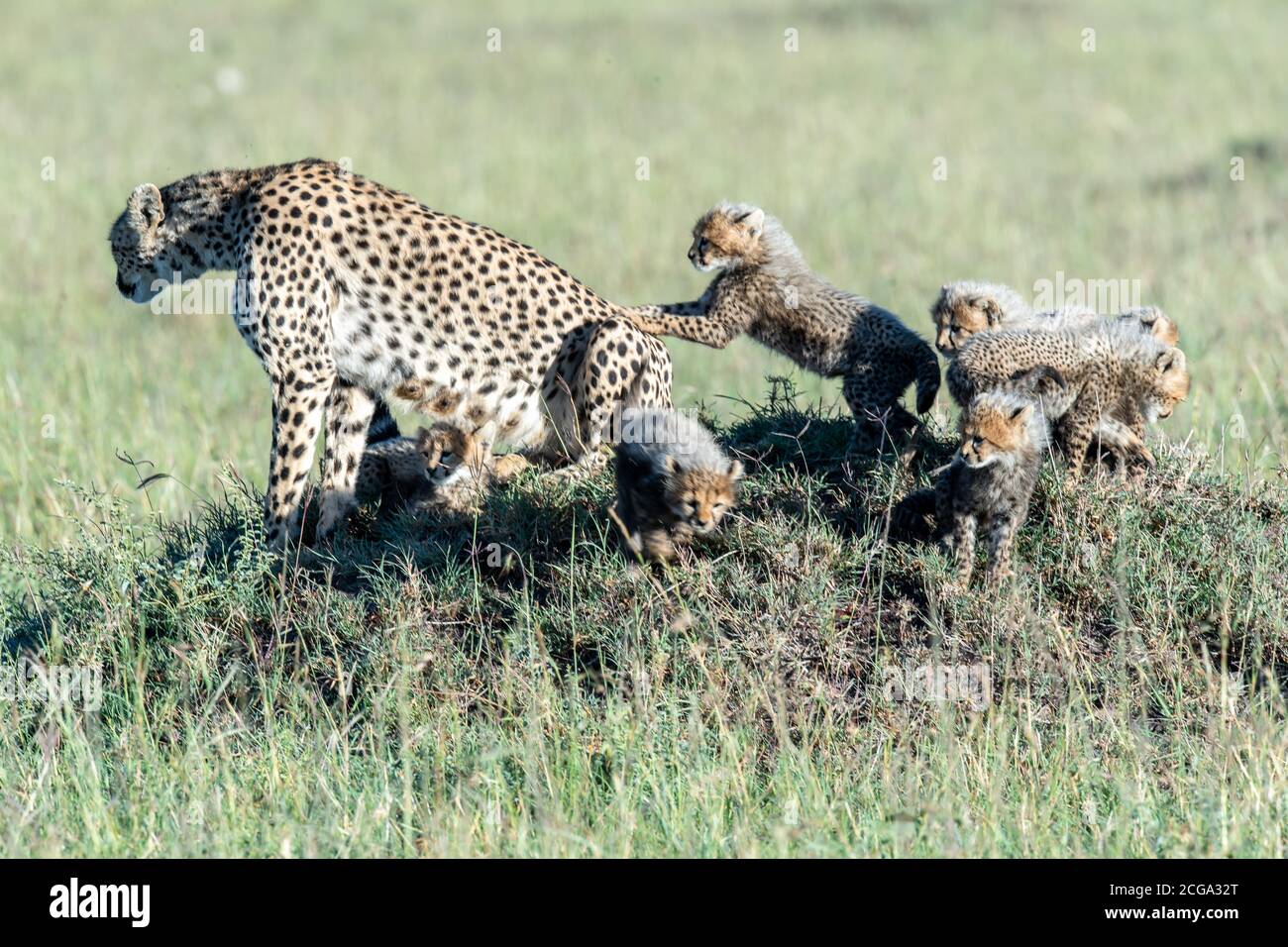 Cheetah cubs (Acinonyx jubatus) play on the Masai Mara of Kenya Stock ...
