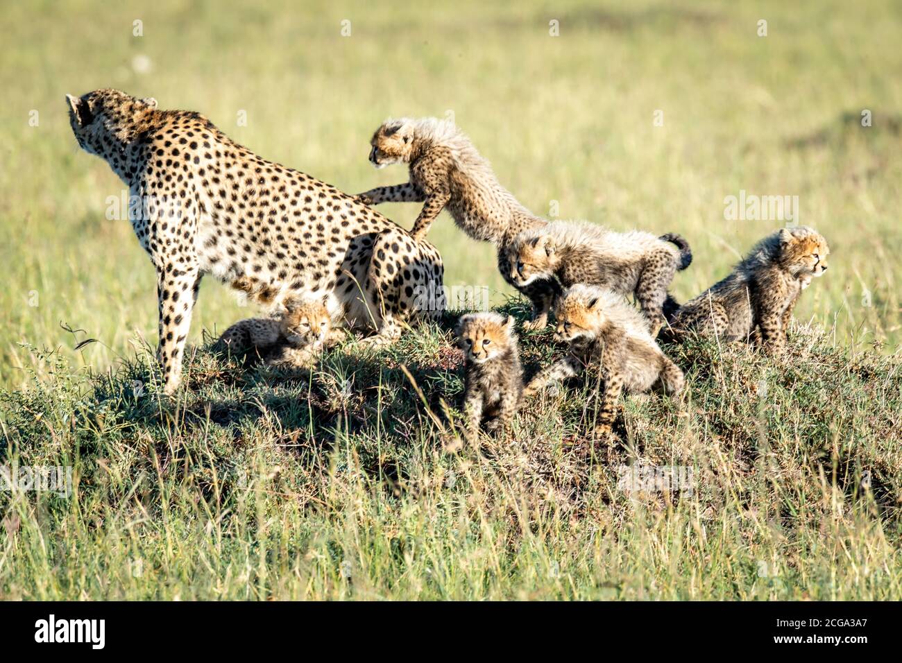 Cheetah cubs (Acinonyx jubatus) play on the Masai Mara of Kenya Stock ...