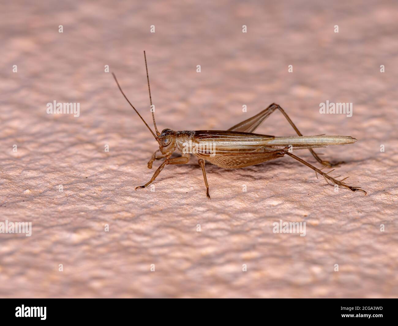 Crickets family hi-res stock photography and images - Alamy