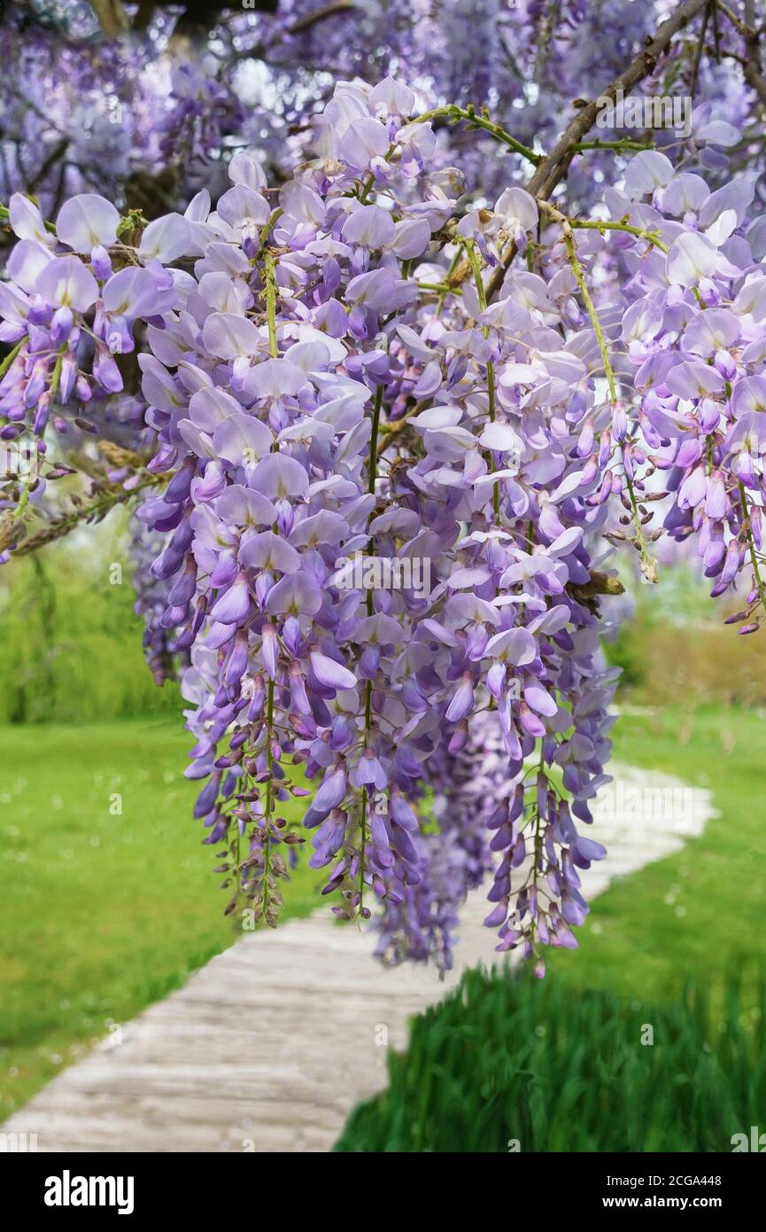 Spring flowers. Wisteria in bloom Stock Photo - Alamy