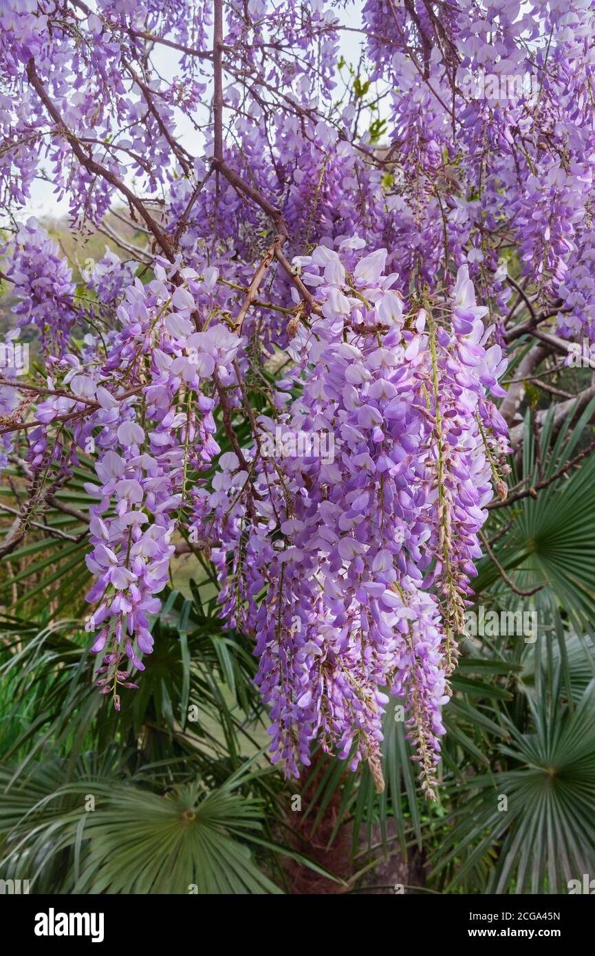 Native wisteria hi-res stock photography and images - Alamy