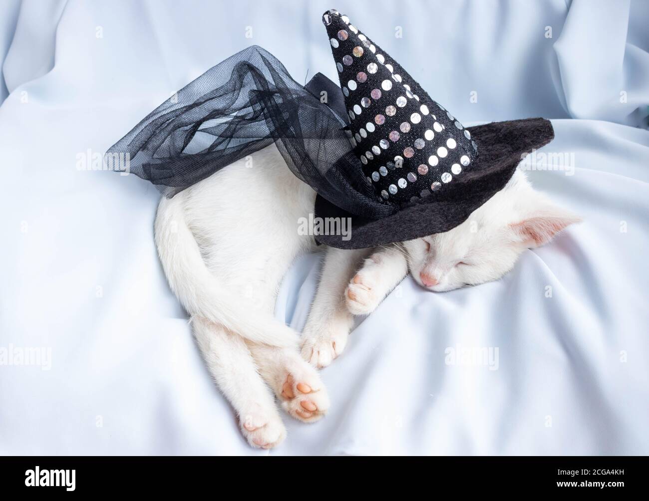 The cat under the hat hi-res stock photography and images - Alamy