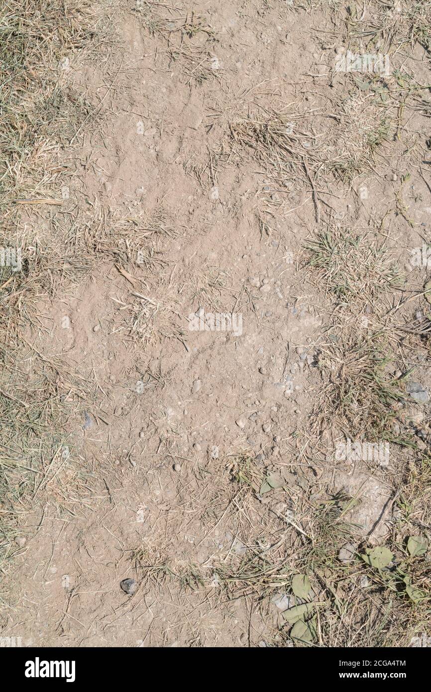 Dusty hard-trodden country footpath at height of summer with little ...