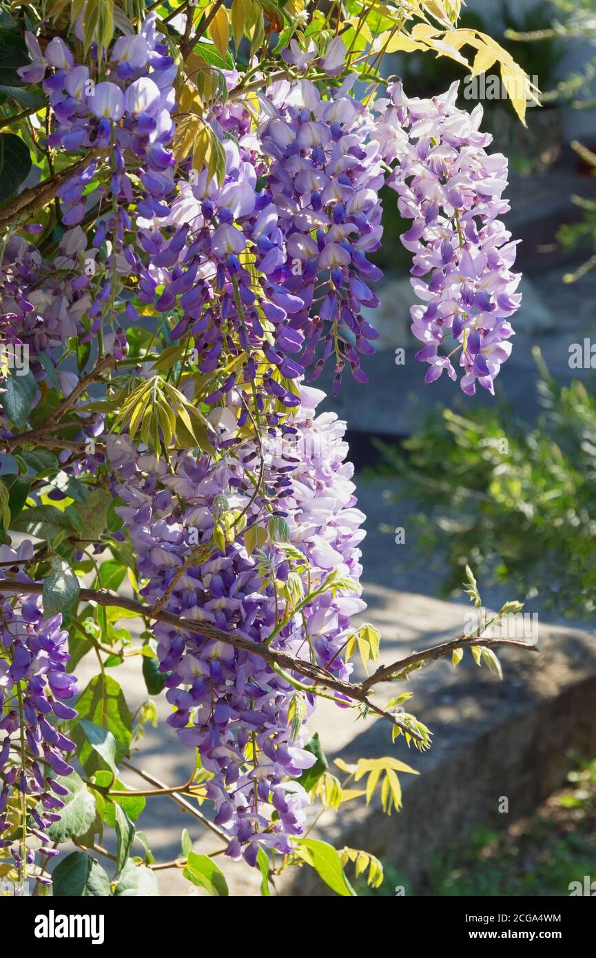 Spring flowers. Wisteria in bloom Stock Photo - Alamy