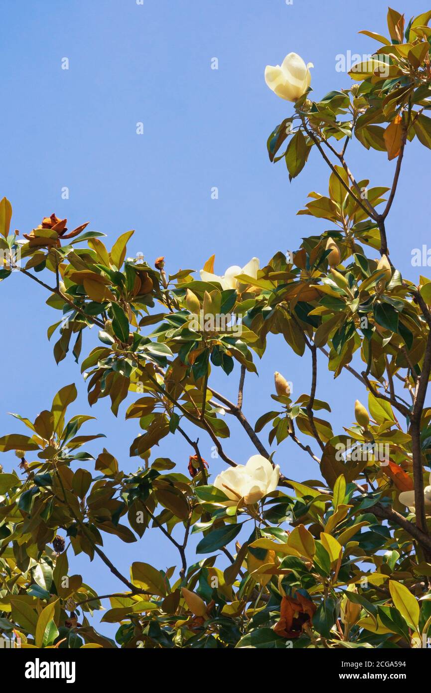 Branches of magnolia ( Magnolia grandiflora ) tree with leaves and ...