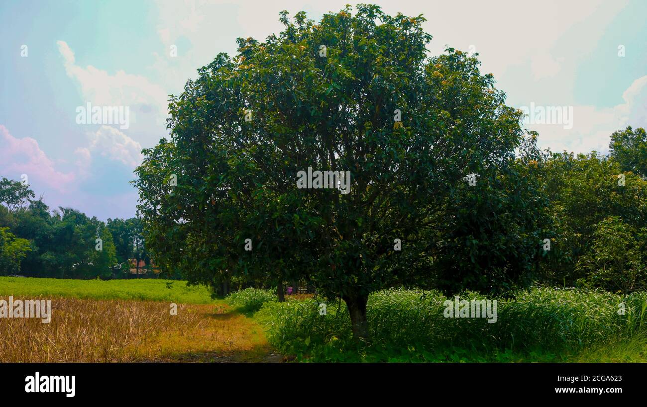 Large mango tree hi-res stock photography and images - Alamy