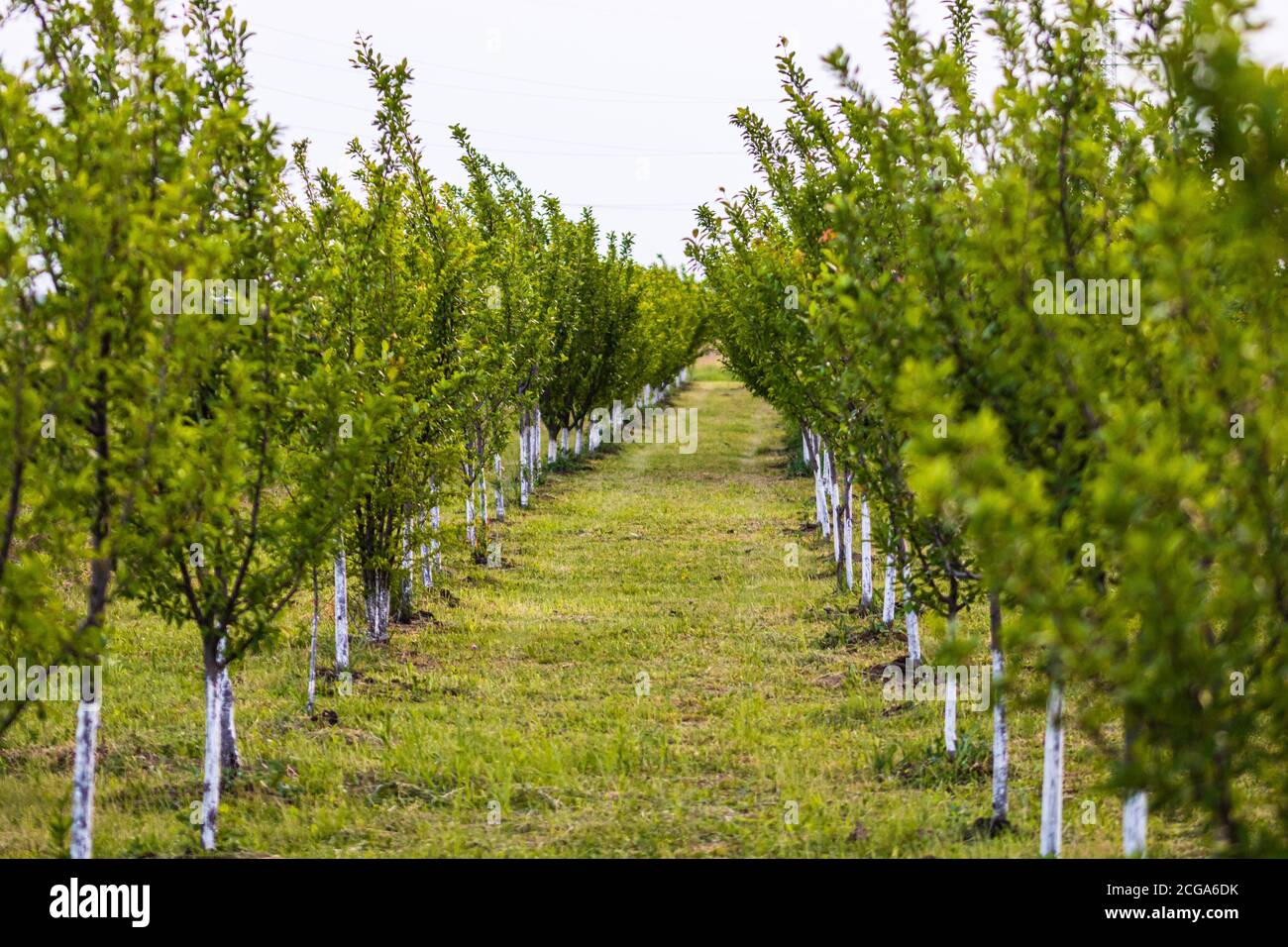 Way through a row of trees. Orchard of trees with painted trunks in ...